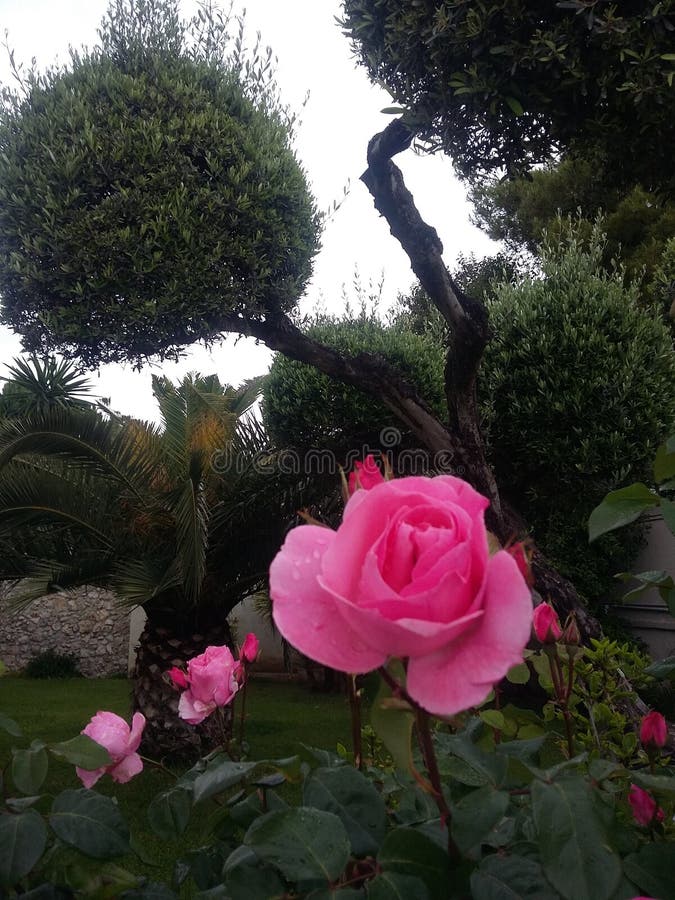 Pink Roses and tree stock photo. Image of rose, garden - 78313628
