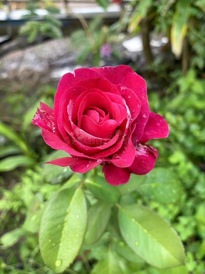Pink roses on a tree stock photo. Image of outdoors - 254620554