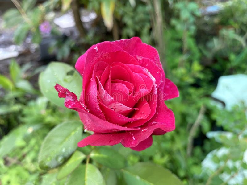 Pink roses on a tree stock image. Image of love, leaf - 254620557