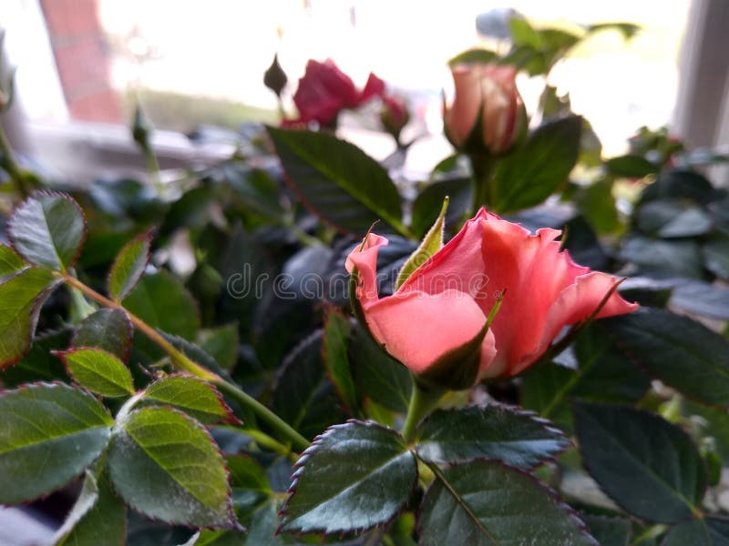 Pink Roses Trying To Flower Stock Photo - Image of tryig, flower: 141956874