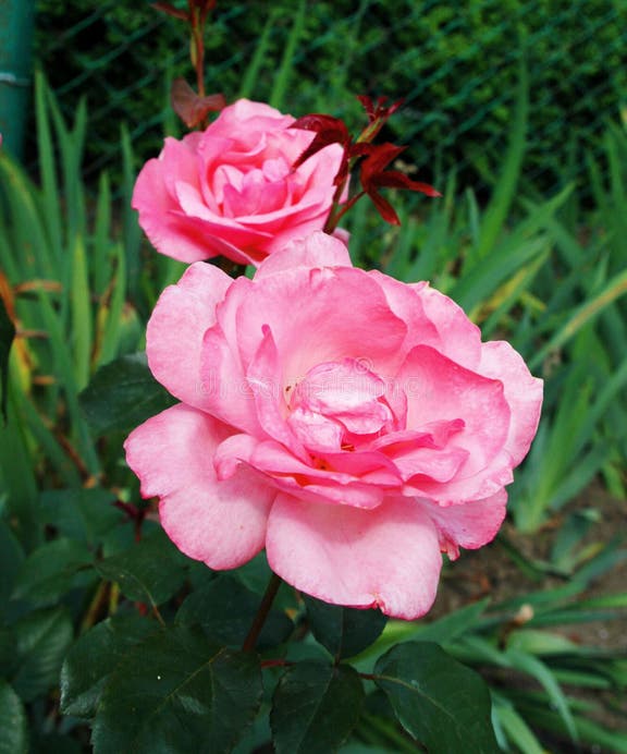 Pink roses stock image. Image of pips, uninhabited, colourful - 41356891