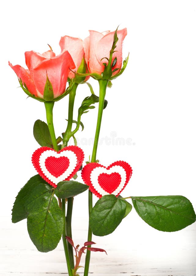 Pink Roses and Two Hearts on a White Background Stock Photo - Image of ...