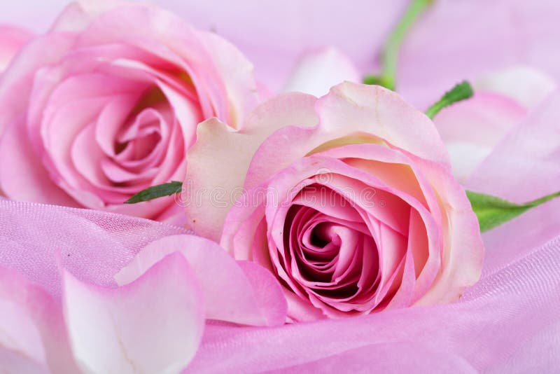 Pink roses stock image. Image of wedding, stylish, wellness - 30981667