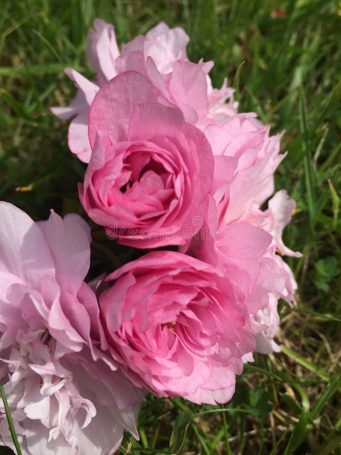 Roses stock photo. Image of spring, pink, roses, grass - 149626636