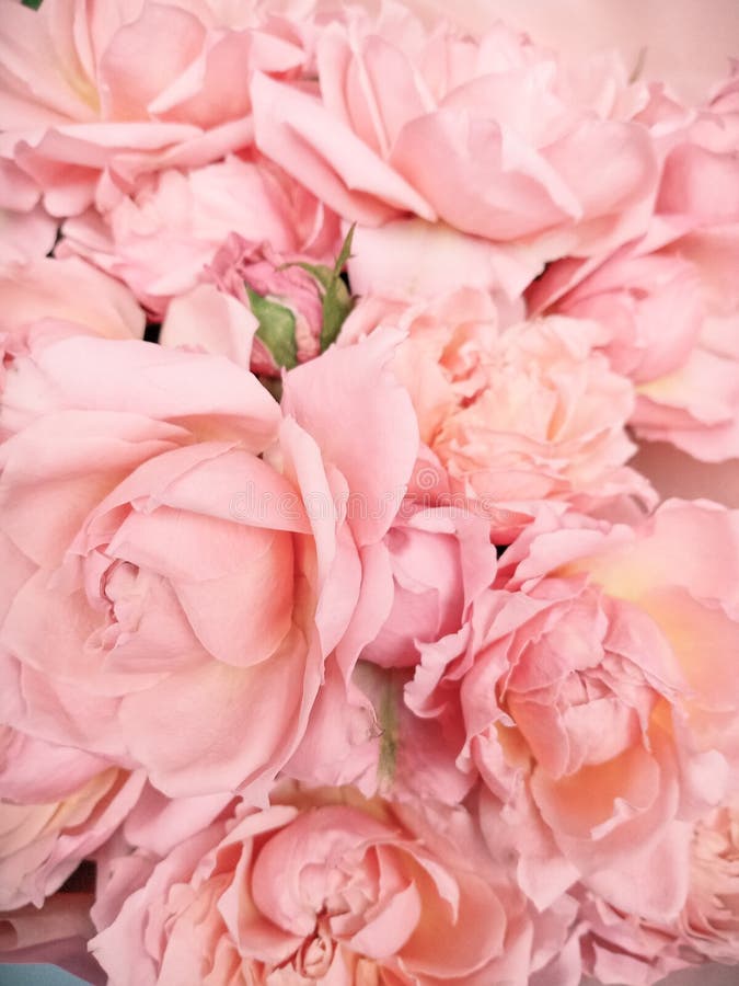 Pink Roses Valencia, Pastel Bouquet Stock Photo - Image of roses ...