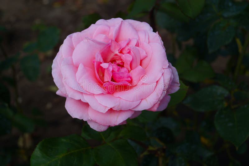 Pink Roses in the Valley of Roses Stock Photo - Image of bright, color ...