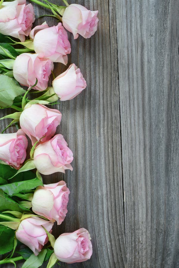 11,369 Gray Roses Stock Photos - Free & Royalty-Free Stock Photos from ...