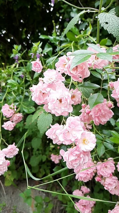 Pink Roses stock video. Video of roses, beauty, fantasy - 282099097