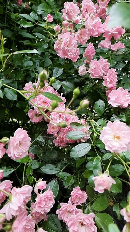 Pink Roses stock video. Video of purple, roses, video - 282148613