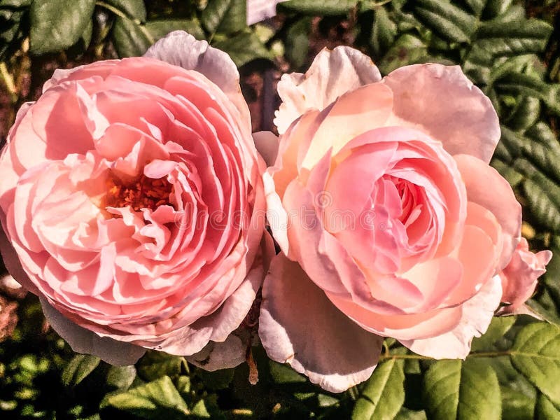 Pink roses on the vine stock photo. Image of bunch, floral - 87631300