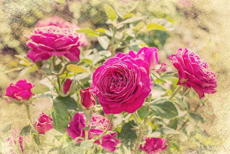 Pink roses, vintage style stock photo. Image of paper - 43012976