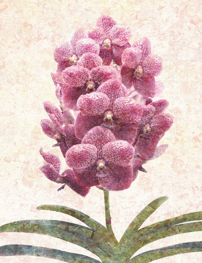 Pink Roses on the Walls Spotted. Stock Image - Image of beautiful ...