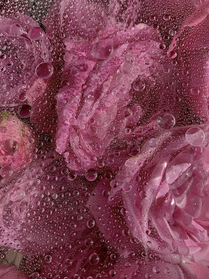 Pink Roses with Water Drops Many Drops Stock Image - Image of petal ...