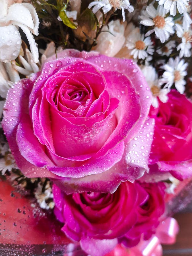 Pink Roses with Water Sprinkle Stock Image - Image of beautiful, roses ...