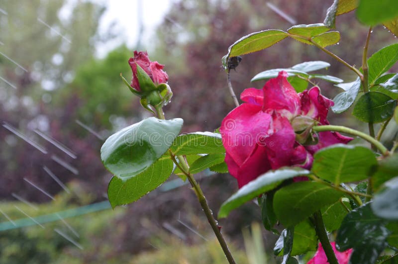 Pink Roses Wet in the Rain with Natural Light Stock Image - Image of ...