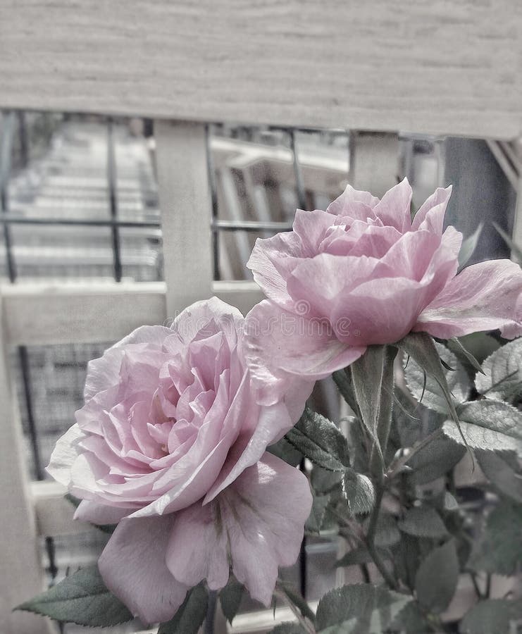 Roses in an old building stock image. Image of interior - 85437449