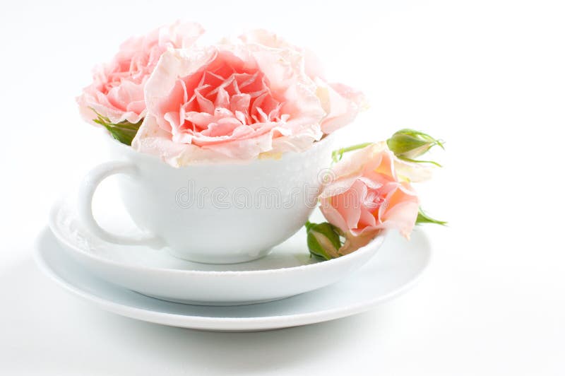 Pink roses in a white cup stock photo. Image of pink - 23070152