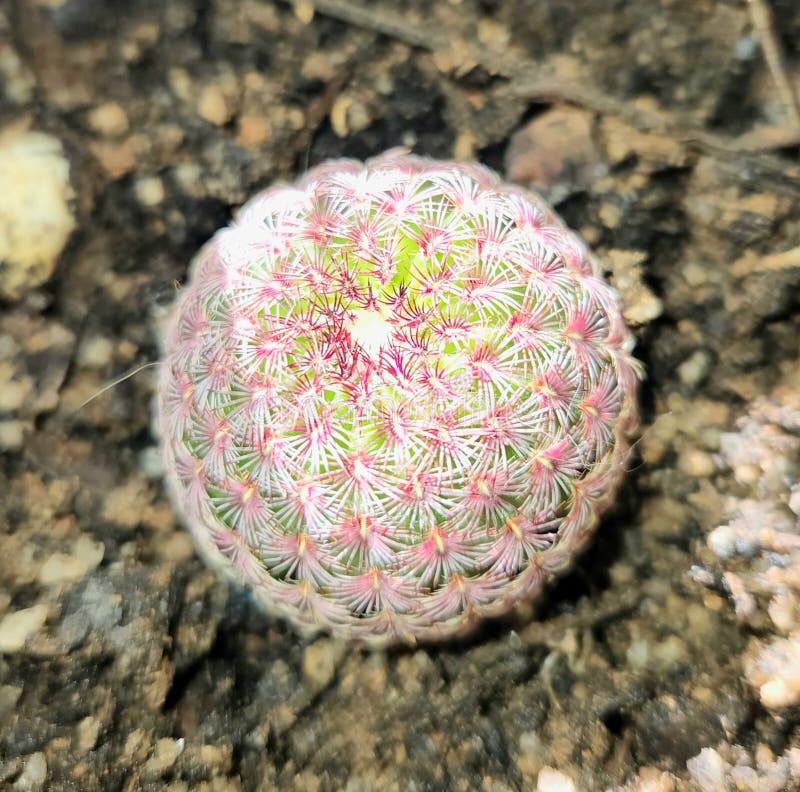 Pink round rainbow cactus stock photo. Image of survival - 278076886
