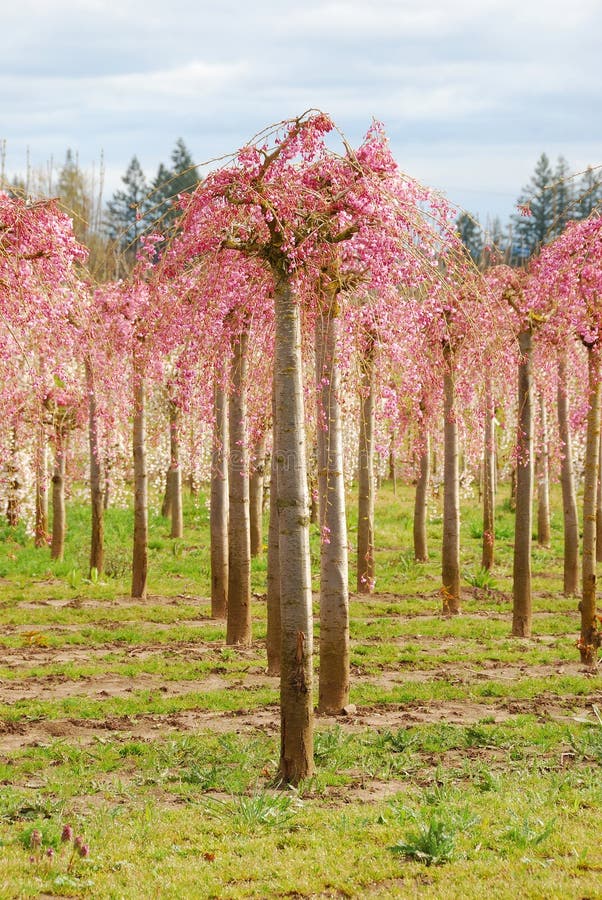 Pink Rows stock image. Image of pink, trees, rows, planting - 29251665