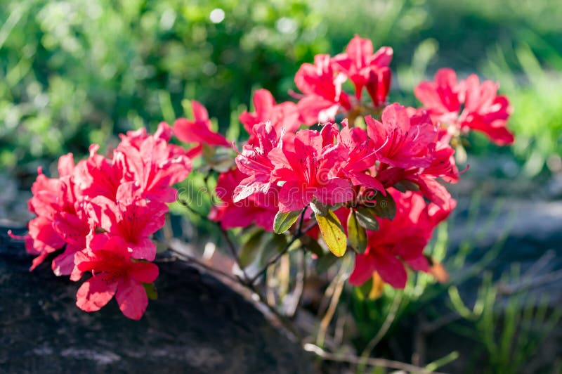 Pink royal azalea stock photo. Image of azalea, tree - 78298410
