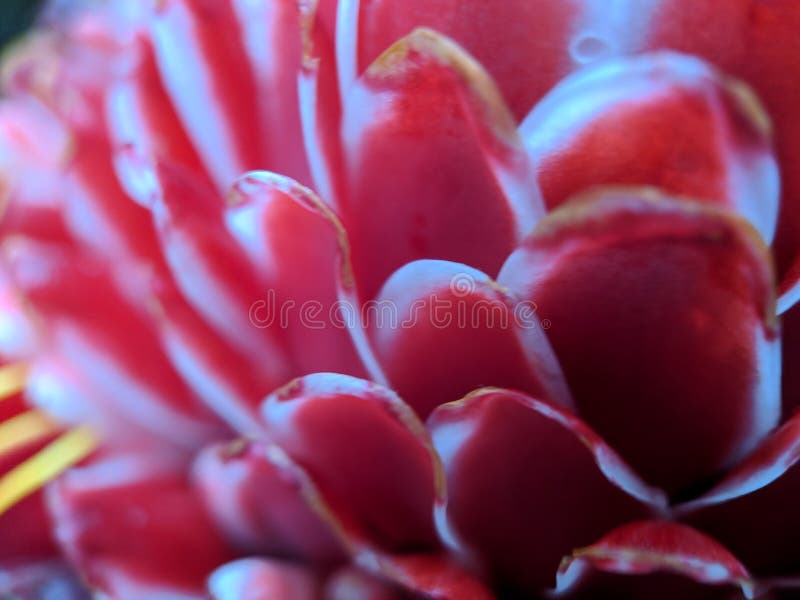 Abstract Flower stock photo. Image of ruby, pedals, creating - 108135404