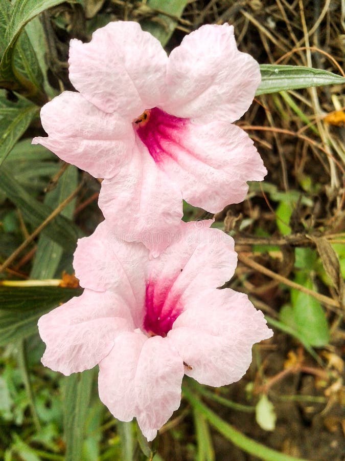 Pink ruellias flower stock photo. Image of minnieroot - 53335228