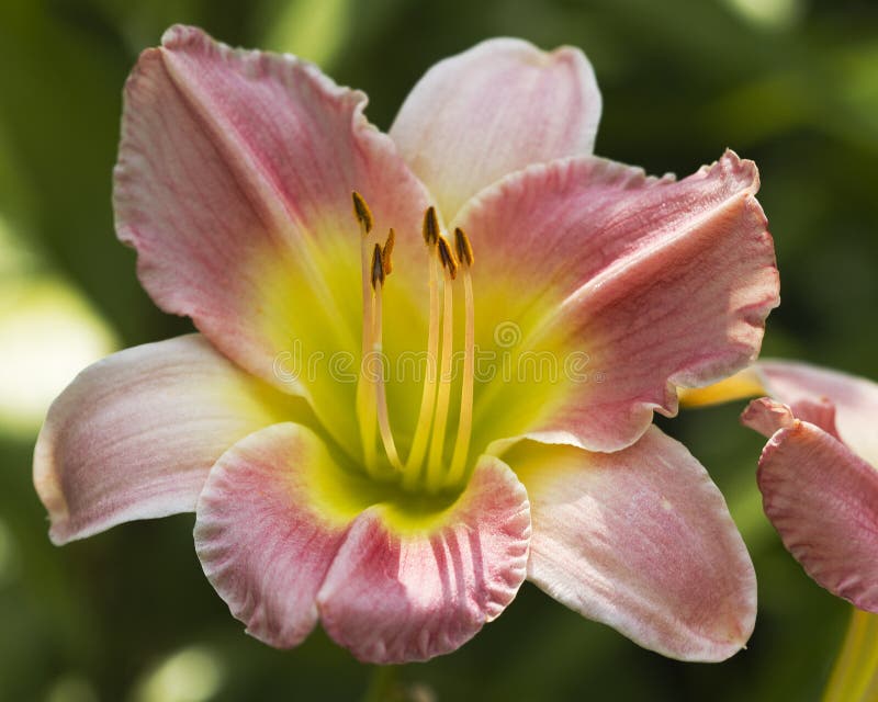 Pink Ruffled Daylily stock photo. Image of flower, frilly - 20502144