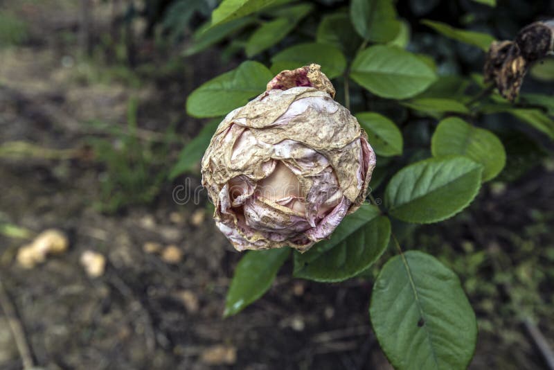 Ruined red rose stock photo. Image of romance, flower - 108661256