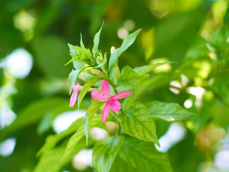 Pink Ruspolia stock photo. Image of floral, plant, beauty - 92871144