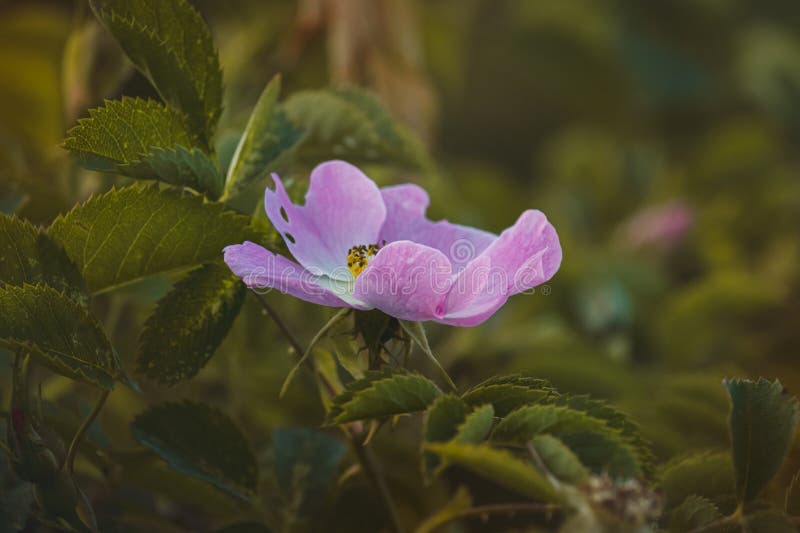 Pink Rusty Rose. Close-up of Flower on Blurred Background Stock Photo ...