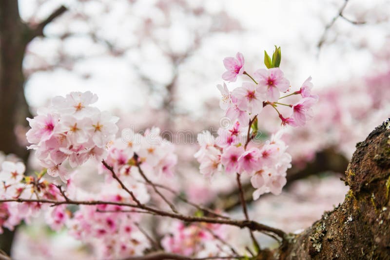Pink Sakura Blooming of Cherry Tree in Springtime, Kashima, Saga Stock ...