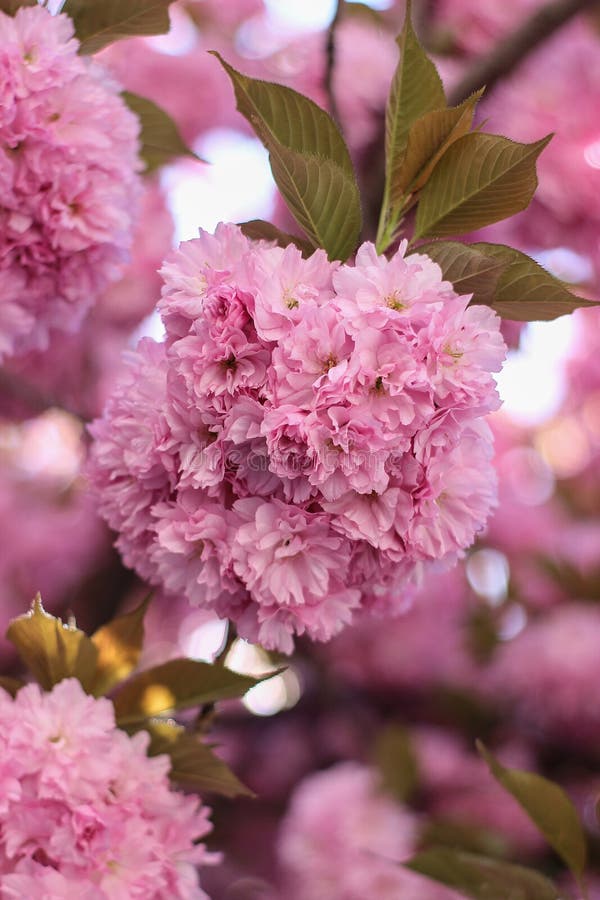 Pink sakura stock photo. Image of cherry, bokeh, bright - 145686366