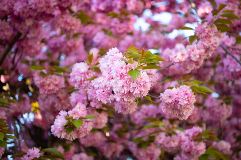 Pink Sakura Blossom on Branch. Photo of Sakura Blossom. Spring Sakura ...