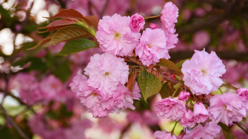 Pink Sakura Blossom in Front of a Blue Sky Stock Image - Image of ...