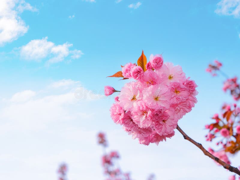 Pink Sakura Blossom in Front of a Blue Sky Stock Photo - Image of ...