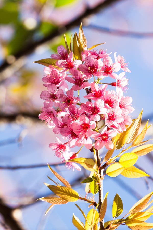 Pink sakura stock image. Image of blossom, pink, nature - 54709691