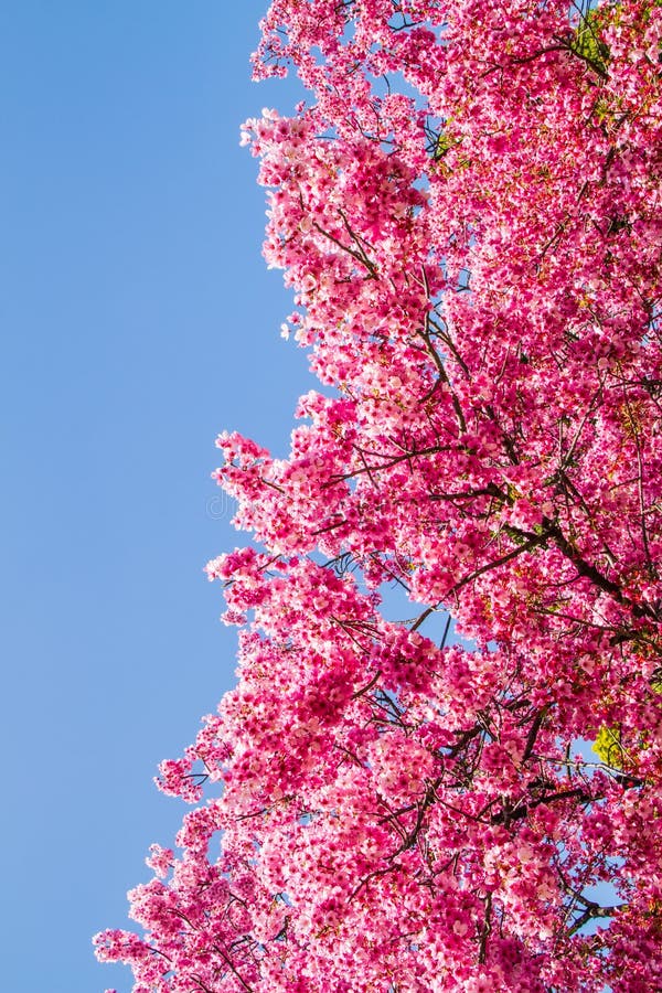 Pink sakura with crows stock photo. Image of color, beautiful - 53497726