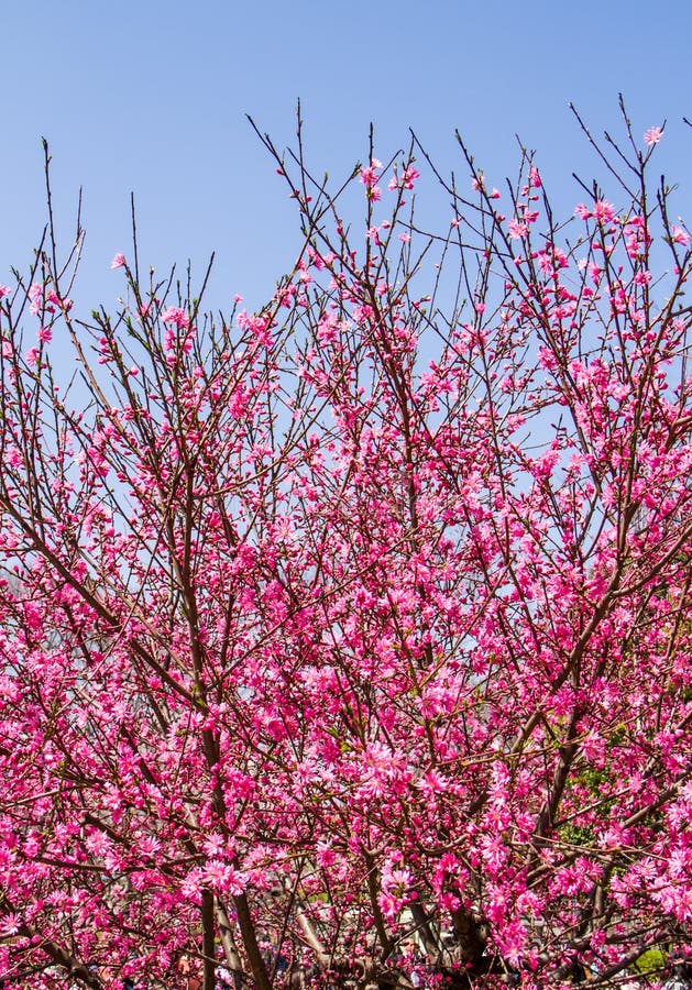 Pink sakura with crows stock image. Image of japan, green - 53602419