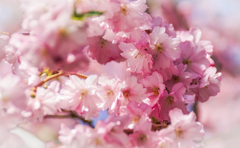 Pink Sakura stock photo. Image of abstract, pink, sakura - 114967108
