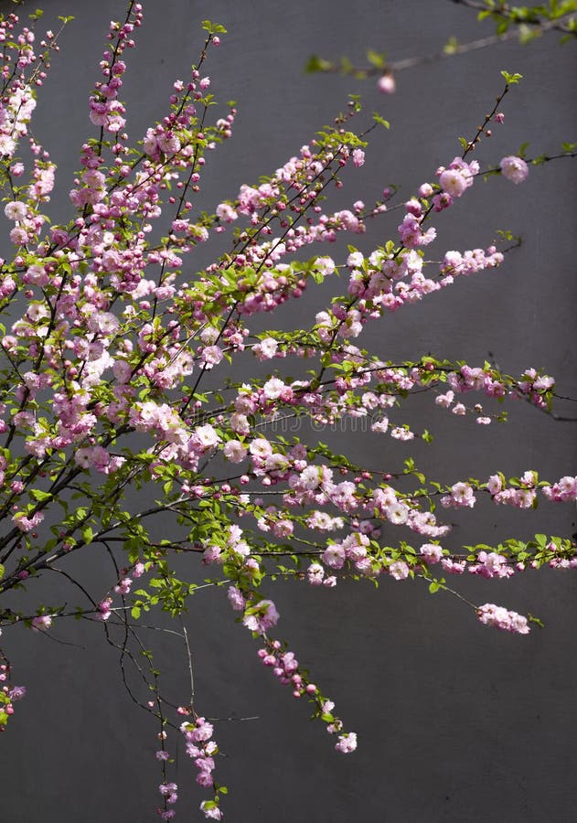 Pink Sakura Color on a Background of a Gray Wall Stock Image - Image of ...