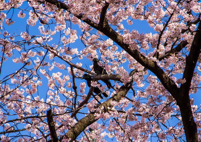 Pink sakura with crows stock image. Image of flower, crow - 57598095