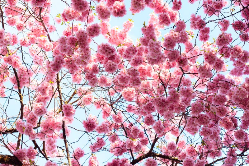 Pink Sakura Flower Blooming Stock Image - Image of nature, pink: 53757741