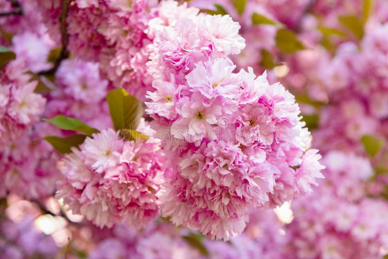 Pink Sakura Flower on Blooming Spring Tree. Flowering Stock Image ...