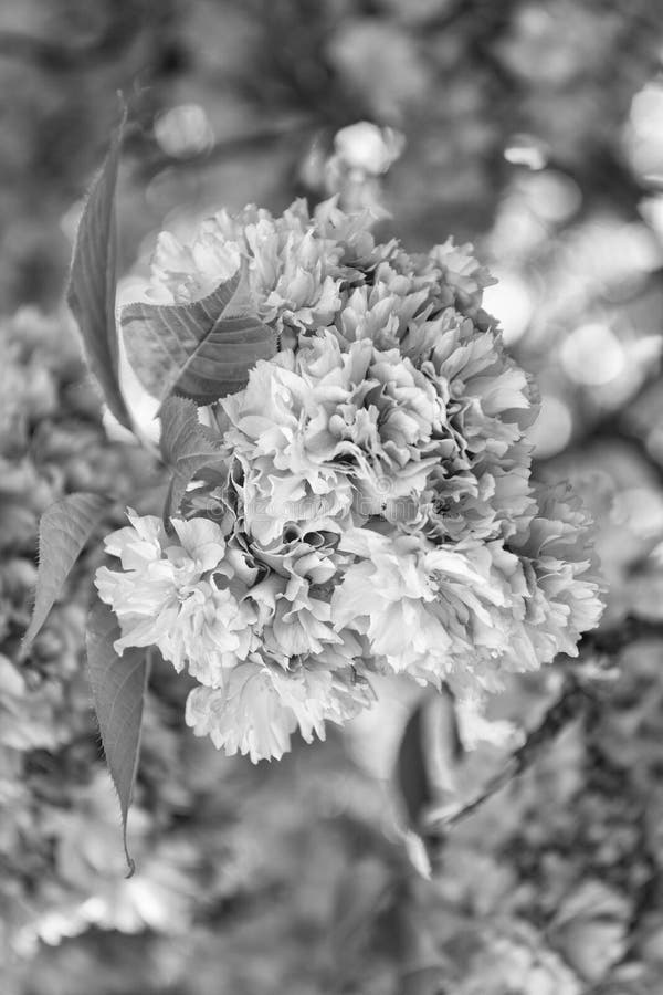 Pink Sakura Flower on Blooming Spring Tree. Macro Stock Image - Image ...