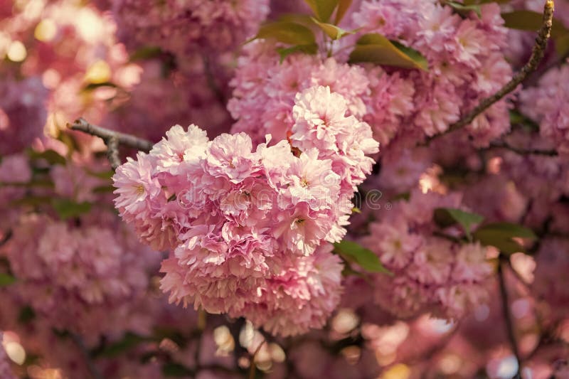 Pink Sakura Flower on Blooming Spring Tree. Nature Stock Image - Image ...