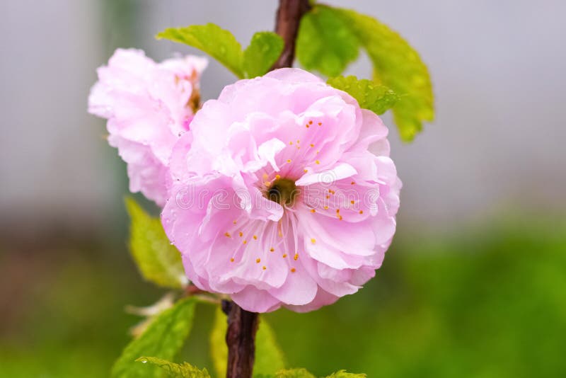 Pink Sakura Flower on a Tree Close Up, Sakura Blossom Stock Image ...