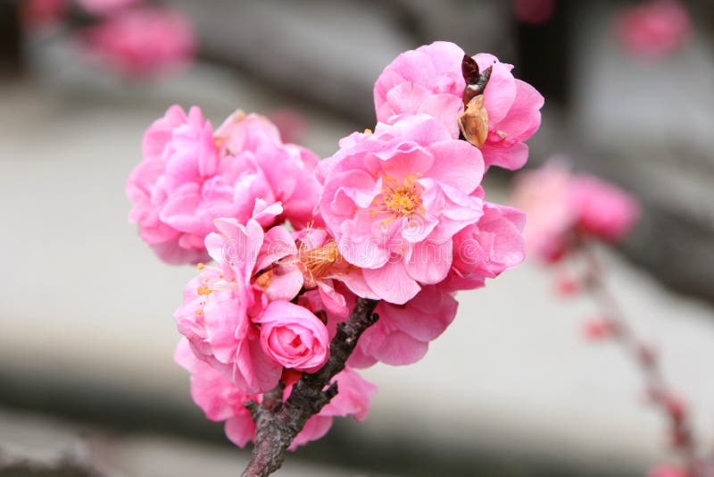 Pink sakura flowers stock image. Image of blossom, flora - 13403815