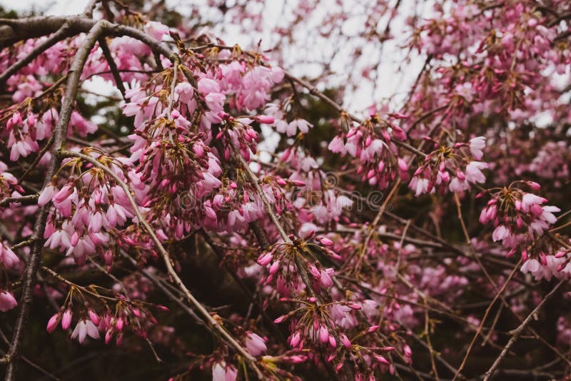 Pink Sakura Flowers in the Park, Close-up. Spring Flowering Stock Image ...