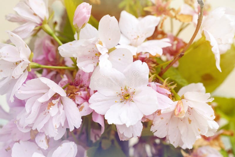 Pink Sakura Flowers Bloom on the Tree. Stock Photo - Image of blooming ...