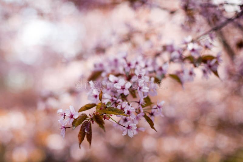 Pink sakura flowers stock photo. Image of flowers, garden - 40885058